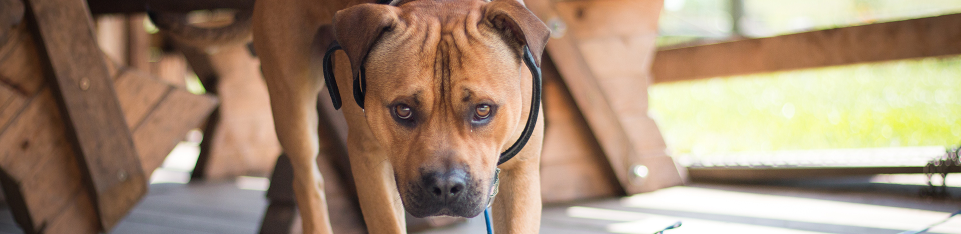 Brunswick Dog Bite Lawyers | Roden Law | Free Consultation